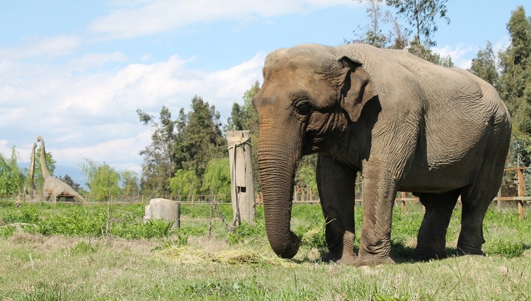 Santuário de Elefantes Brasil se prepara para receber elefanta ...